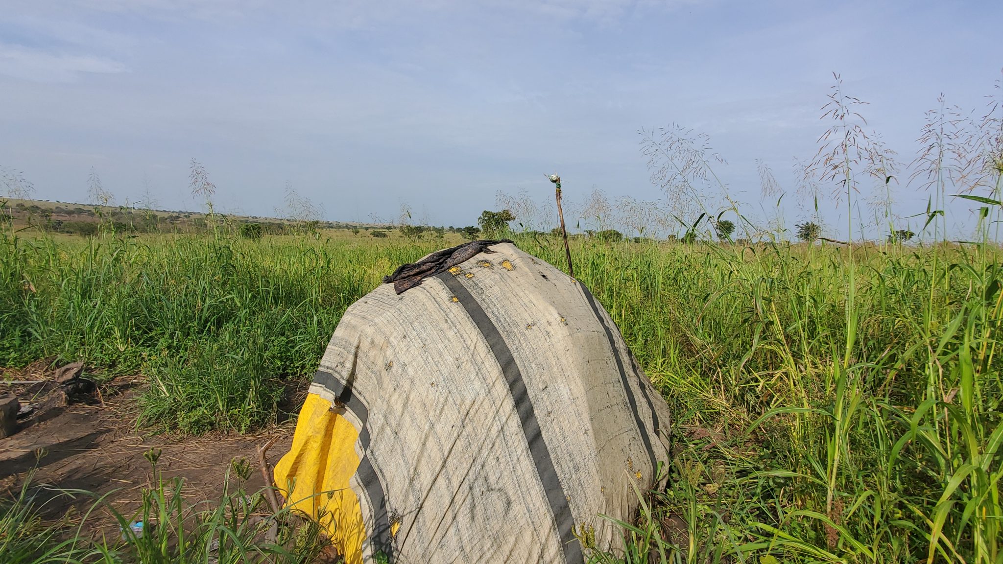 Elephants’ Betrayal: Farmers in Nwoya Sleep In Makeshift to Guard Their ...