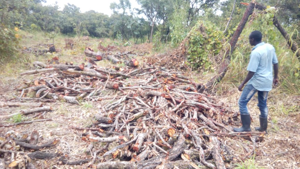 The Economy after the Gun Went Silent: Robbing the Environment | The ...
