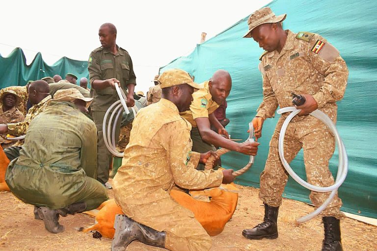 Rescuing Uganda’s Wildlife: Translocation is Reviving Species ...