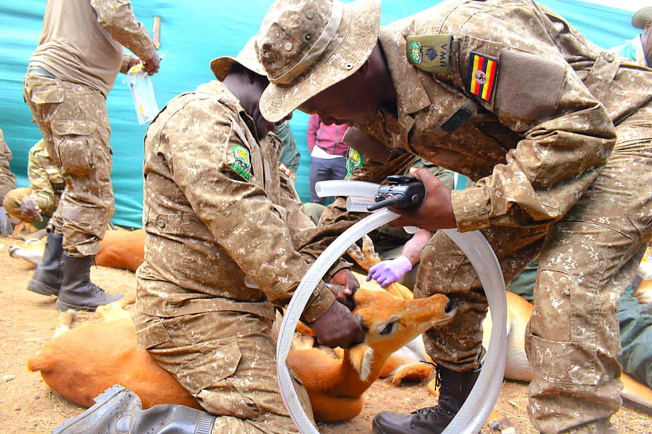 Rescuing Uganda’s Wildlife: Translocation is Reviving Species ...