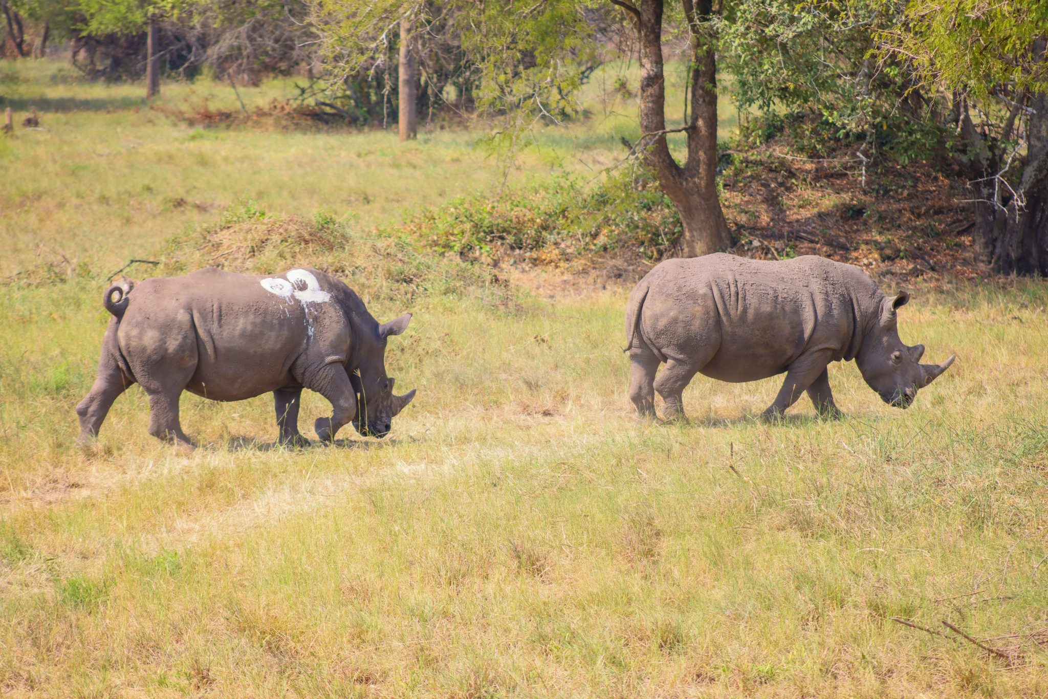 Rhinos Return to Ajai: Uganda Marks Historic Wildlife Comeback After ...